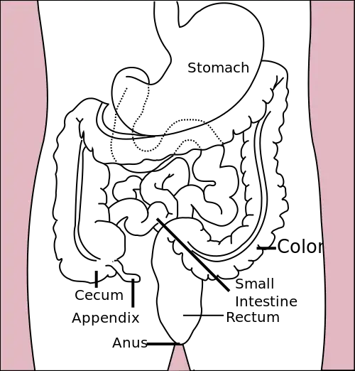 Veriform appendix - New World Encyclopedia