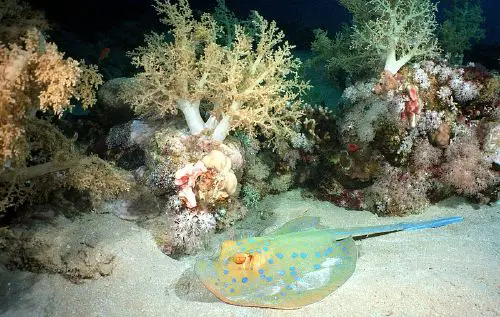 Stingray - New World Encyclopedia