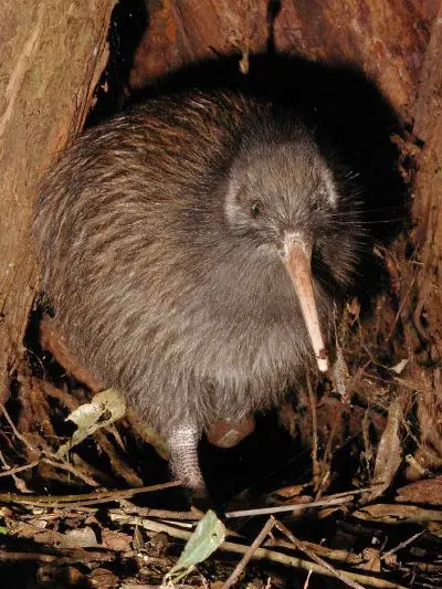 Kiwi - New World Encyclopedia