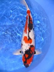 Koi - New World Encyclopedia