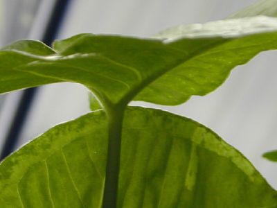 Leaf - New World Encyclopedia