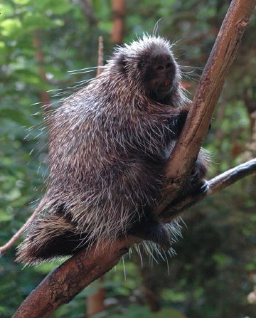 Porcupine - New World Encyclopedia