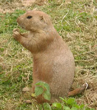 Prairie dog - New World Encyclopedia