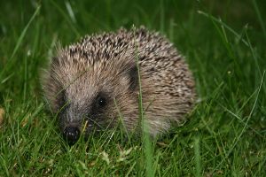 Hedgehog - New World Encyclopedia