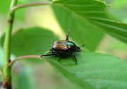 Beetle - New World Encyclopedia