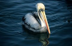 Pelican - New World Encyclopedia