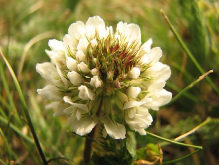 Clover - New World Encyclopedia