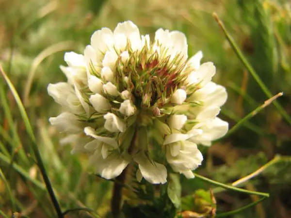 Clover - New World Encyclopedia