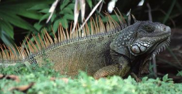 Iguana - New World Encyclopedia