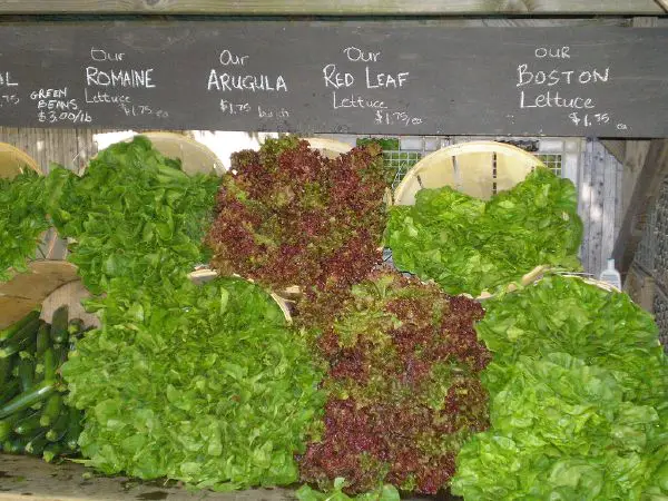 Lettuce - New World Encyclopedia