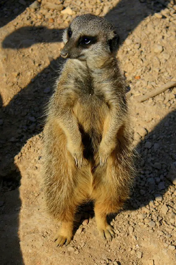 Meerkat - New World Encyclopedia