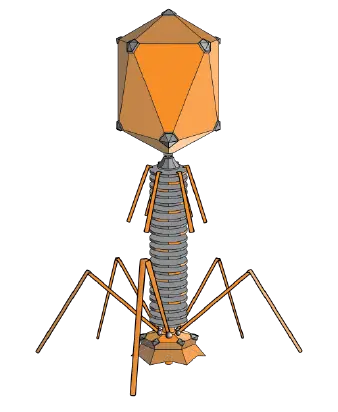 Virus - New World Encyclopedia