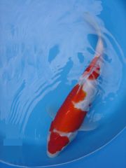 Koi - New World Encyclopedia