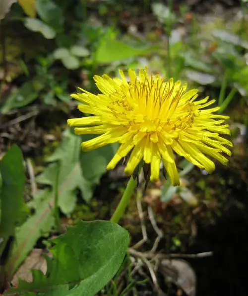 Dandelion - New World Encyclopedia
