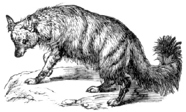 Aardwolf - New World Encyclopedia
