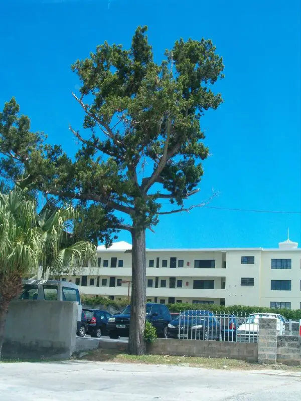 Bermuda - New World Encyclopedia