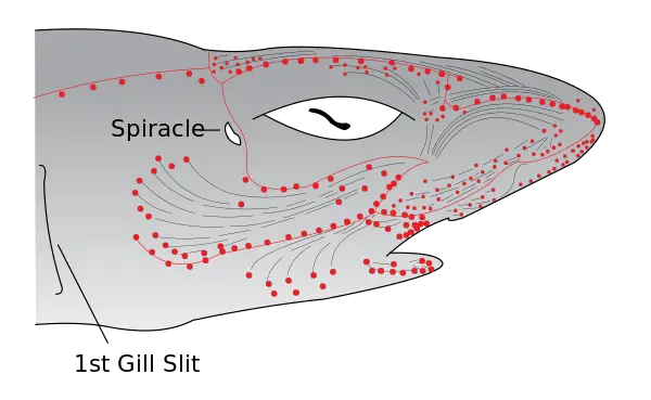 Shark - New World Encyclopedia