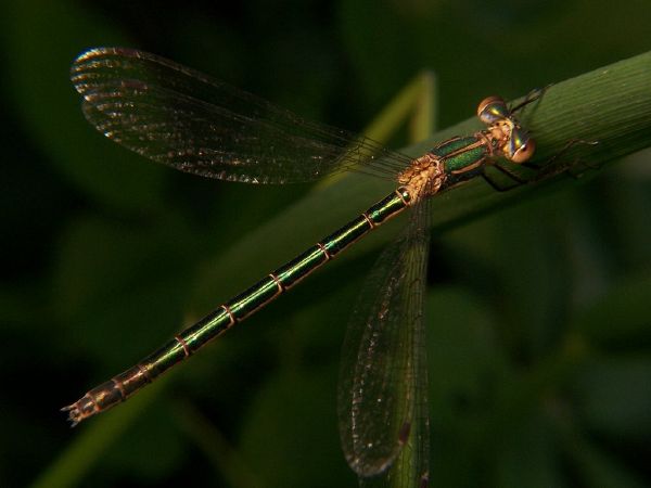 Damselfly - New World Encyclopedia