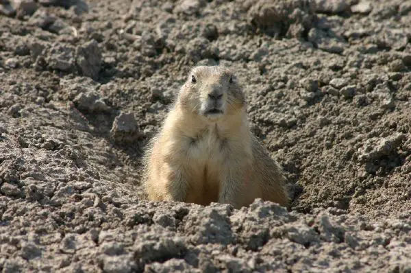 Prairie dog - New World Encyclopedia