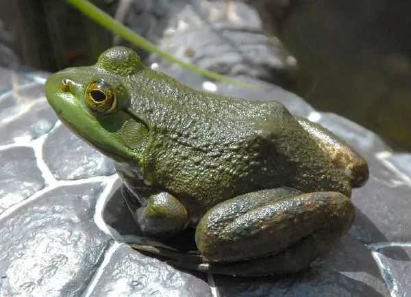 Bullfrog - New World Encyclopedia