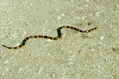 Coral snake - New World Encyclopedia