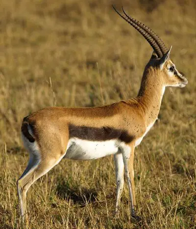 Gazelle - New World Encyclopedia