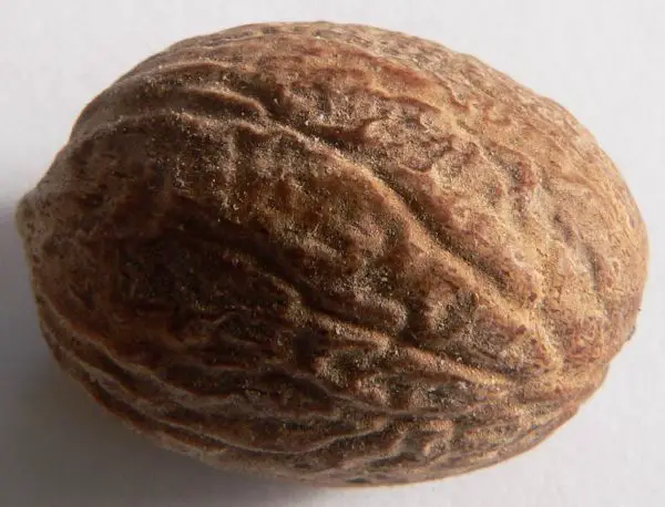 Nutmeg - New World Encyclopedia