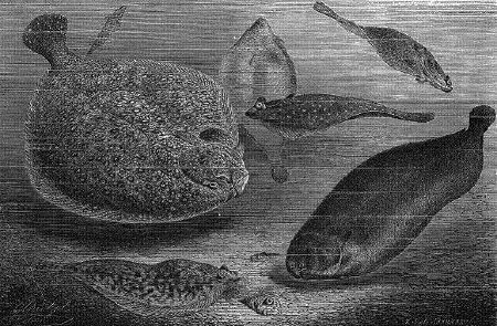 Flounder - New World Encyclopedia