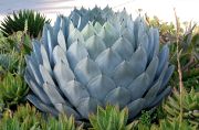 Agave - New World Encyclopedia