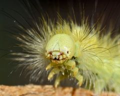 Caterpillar - New World Encyclopedia