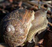 Snail - New World Encyclopedia