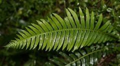 Fern - New World Encyclopedia