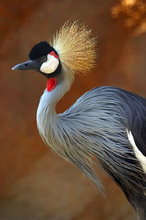 Crane (bird) - New World Encyclopedia