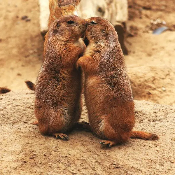 Prairie dog - New World Encyclopedia