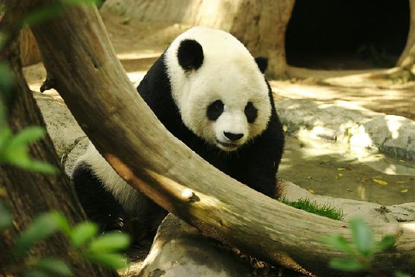 Panda - New World Encyclopedia