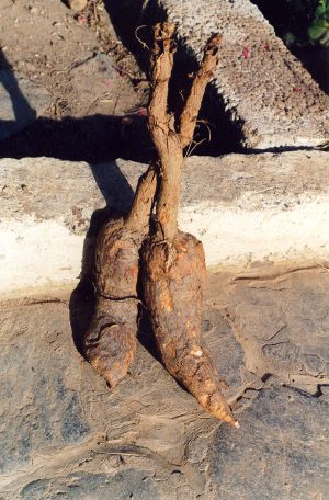 Mandrake (plant) - New World Encyclopedia