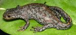 Salamander - New World Encyclopedia