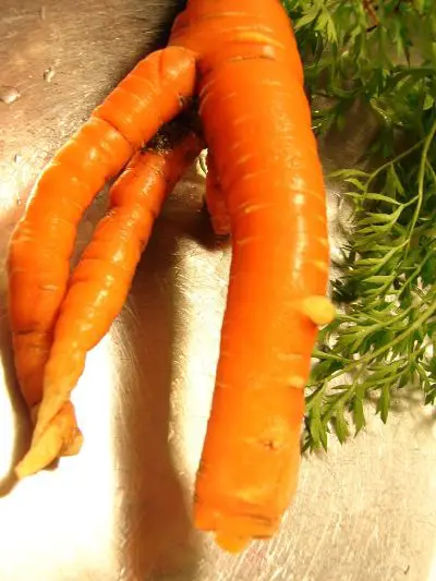Carrot - New World Encyclopedia