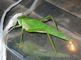 Tettigoniidae - New World Encyclopedia
