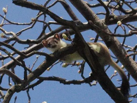 Ermine - New World Encyclopedia