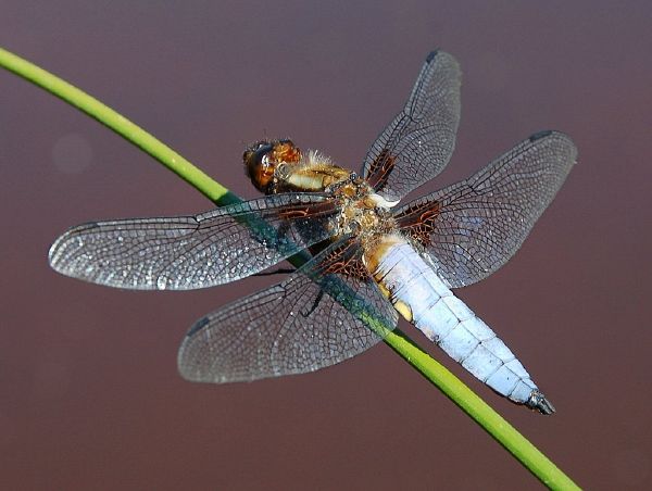 Dragonfly - New World Encyclopedia