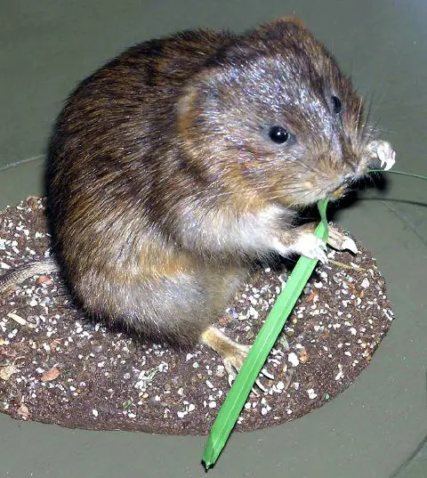 Vole - New World Encyclopedia