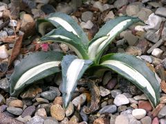 Agave - New World Encyclopedia