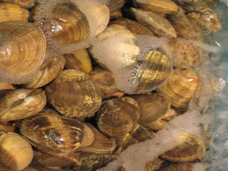 Clam - New World Encyclopedia