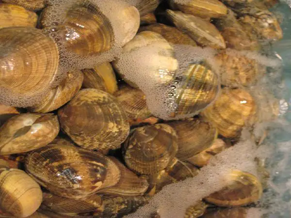 Clam - New World Encyclopedia