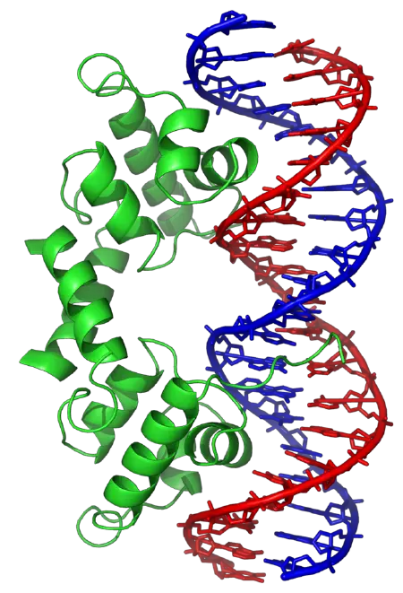 DNA - New World Encyclopedia