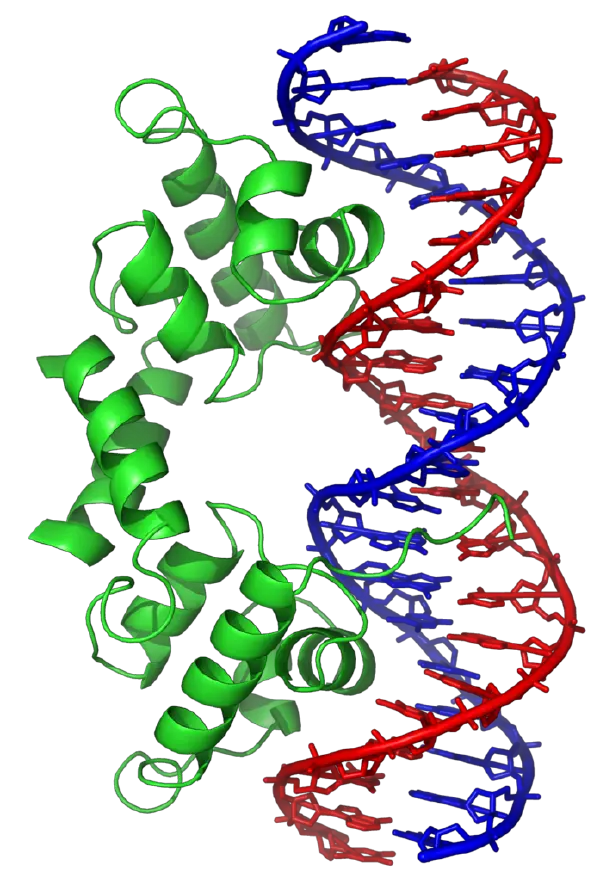 DNA - New World Encyclopedia