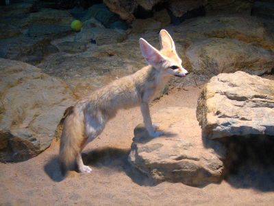 Fennec - New World Encyclopedia