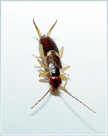 Earwig - New World Encyclopedia