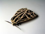 Moth - New World Encyclopedia